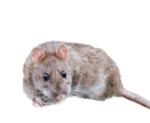 Rat brun - LODIGROUP - Sécuriser les denrées agricoles