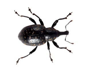 Bruche du petit pois - LODIGROUP - Sécuriser les denrées agricoles